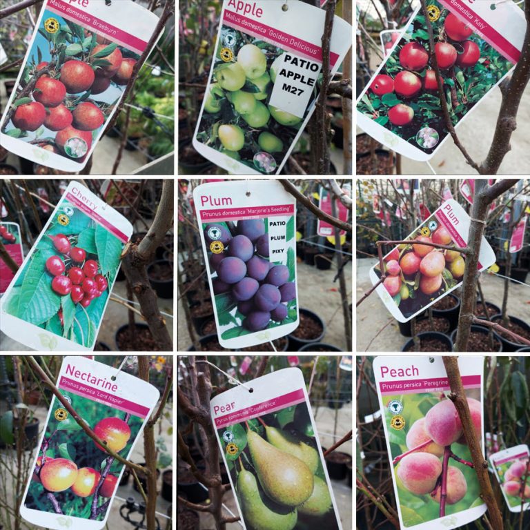 Buy Ornamental Trees And Fruit Trees In Suffolk | Woolpit Nurseries ...