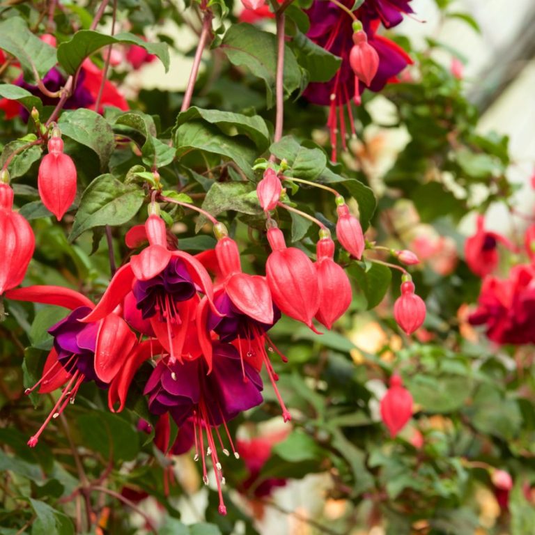 Fuchsias | Woolpit Nurseries - Family Run Plant Nursery