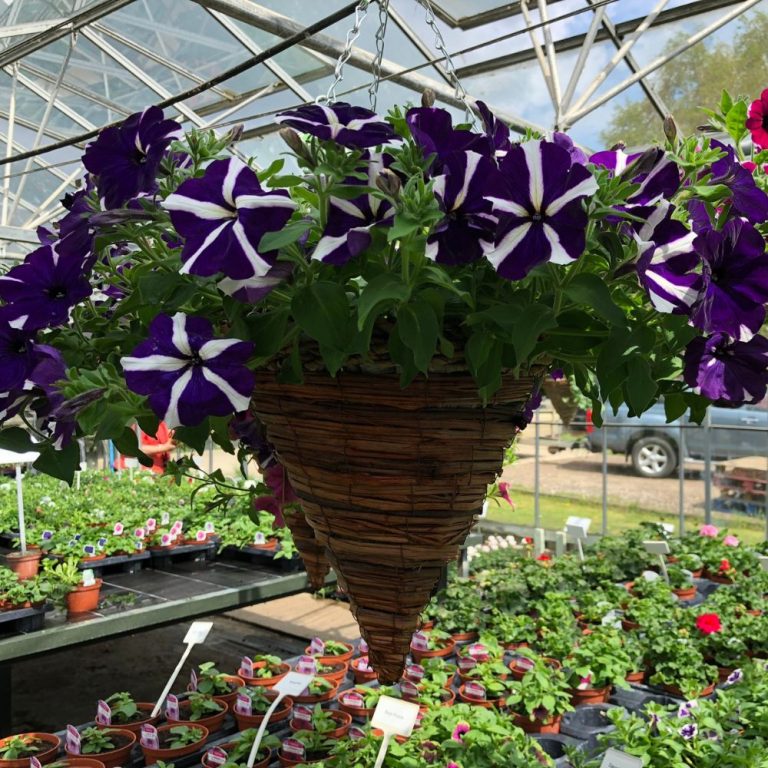 Commercial Hanging Baskets - In Bloom Supplier | Woolpit Nurseries ...