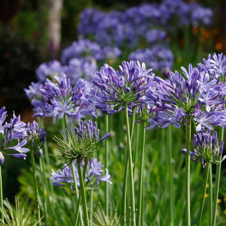 Stunning Italian Plants & Shrubs | Woolpit Nurseries - Family Run Plant ...