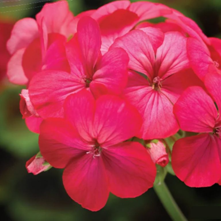 Geraniums | Woolpit Nurseries - Family Run Plant Nursery