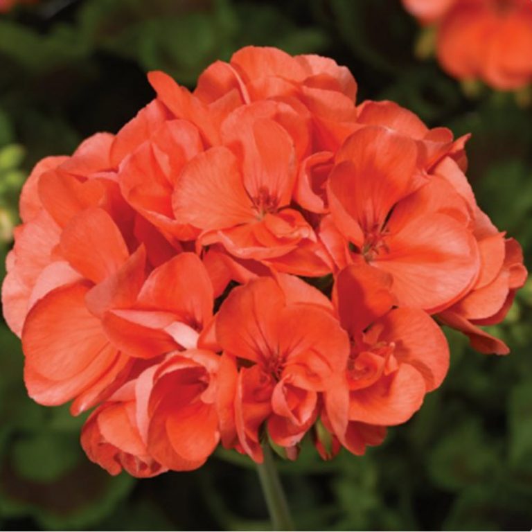 Geraniums | Woolpit Nurseries - Family Run Plant Nursery
