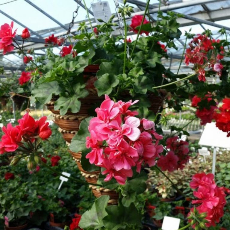 Geraniums | Woolpit Nurseries - Family Run Plant Nursery