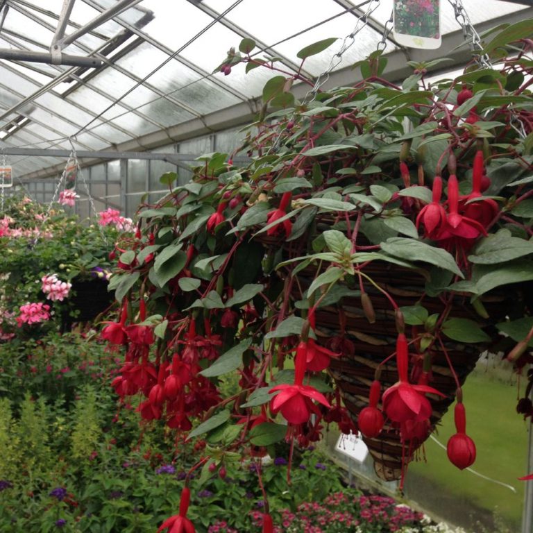 Fuchsias | Woolpit Nurseries - Family Run Plant Nursery