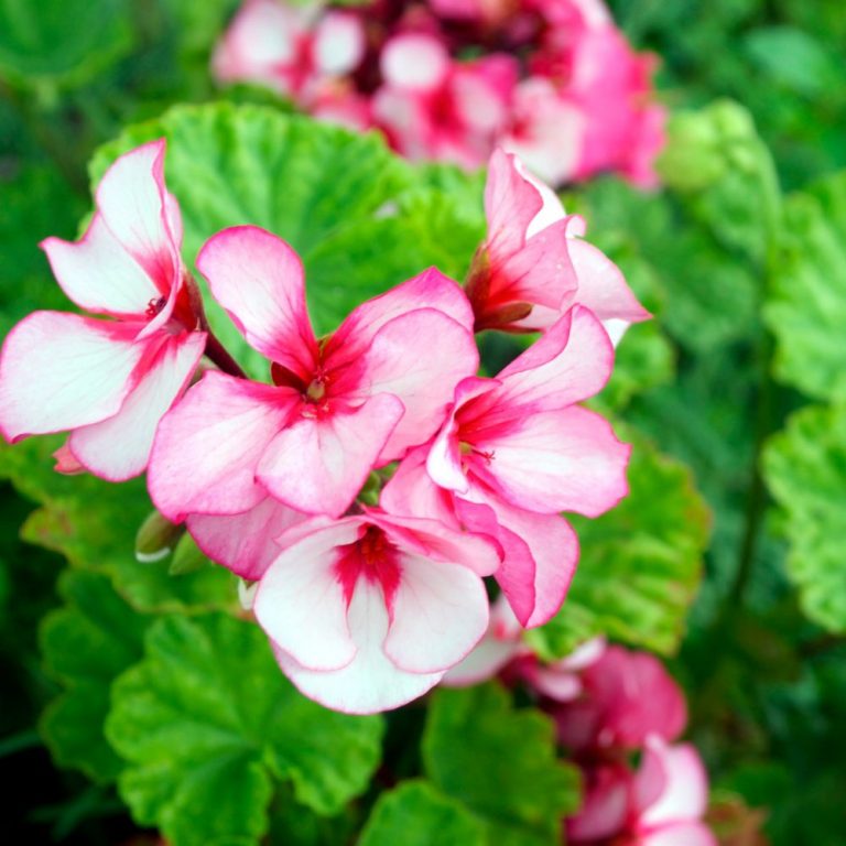Geraniums | Woolpit Nurseries - Family Run Plant Nursery
