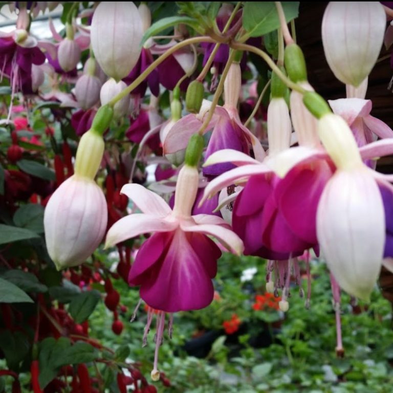 Fuchsias | Woolpit Nurseries - Family Run Plant Nursery