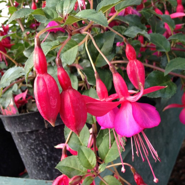 Fuchsias | Woolpit Nurseries - Family Run Plant Nursery