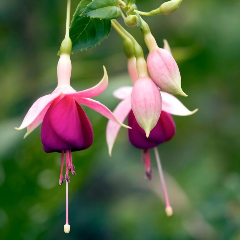 Fuchsias | Woolpit Nurseries - Family Run Plant Nursery