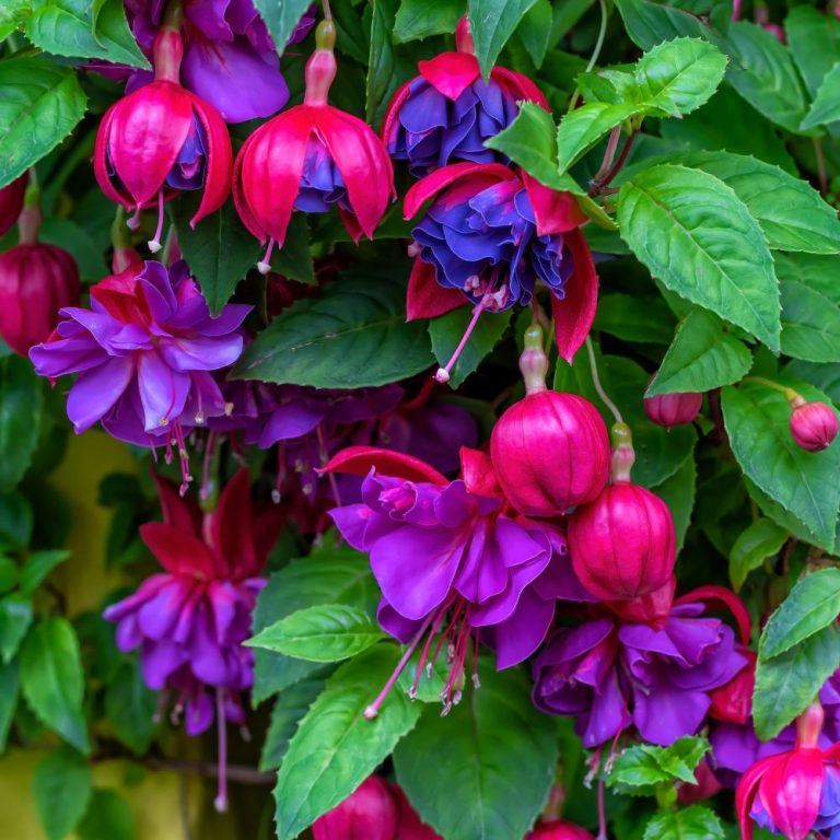 Fuchsias | Woolpit Nurseries - Family Run Plant Nursery
