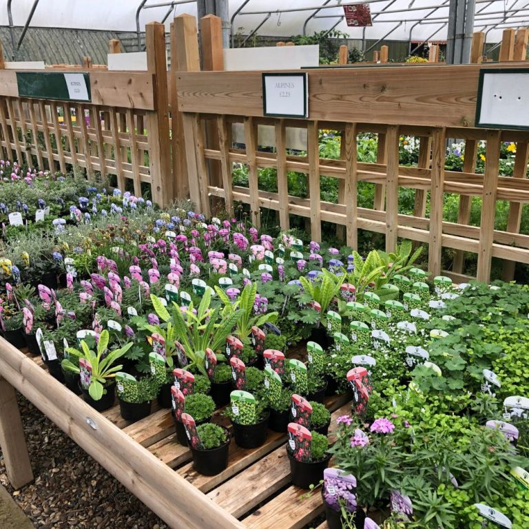 Vegetable Plants For Sale | Woolpit Nurseries - Family Run Plant Nursery