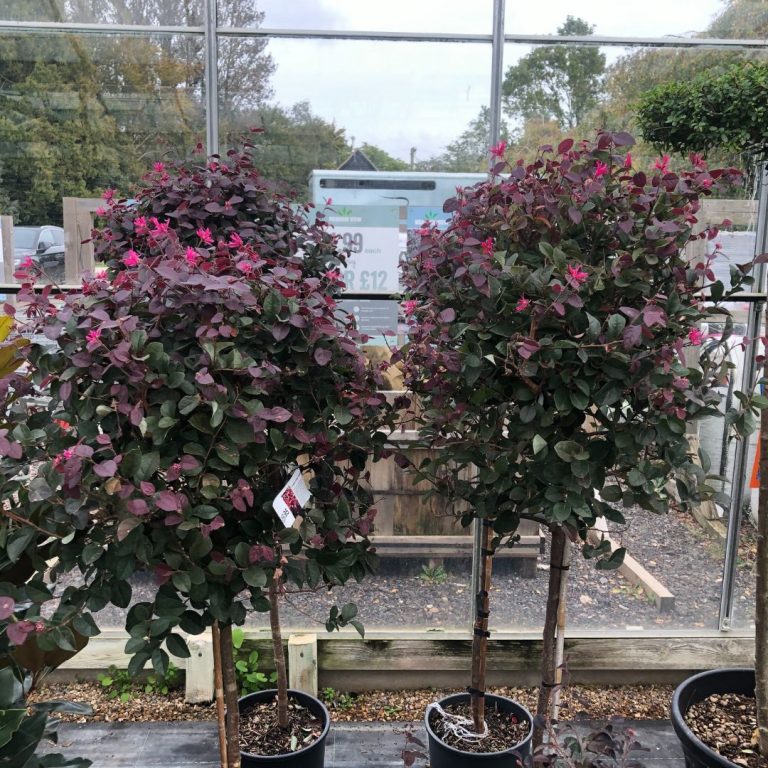 Stunning Italian Plants & Shrubs | Woolpit Nurseries - Family Run Plant ...