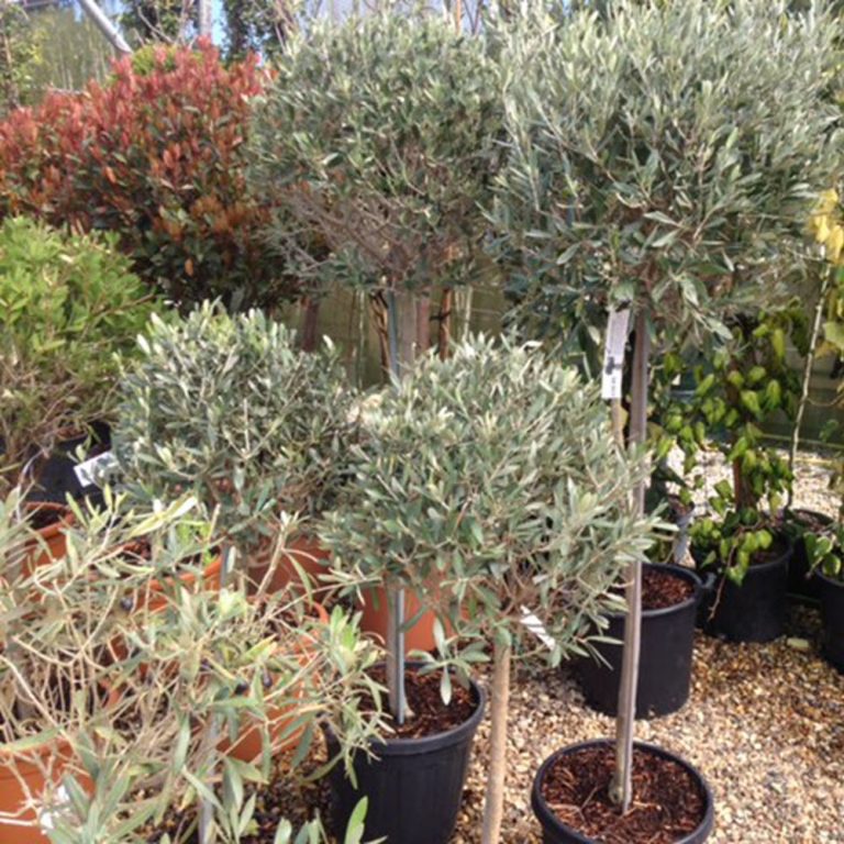 Olive Trees - Olea Europaea | Woolpit Nurseries - Family Run Plant Nursery