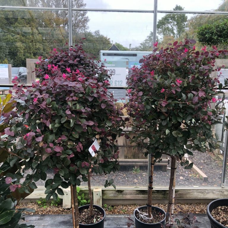 Buy Topiary Plants In Suffolk | Woolpit Nurseries - Family Run Plant ...