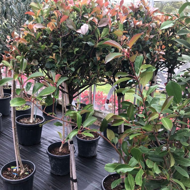 Buy Topiary Plants In Suffolk | Woolpit Nurseries - Family Run Plant ...