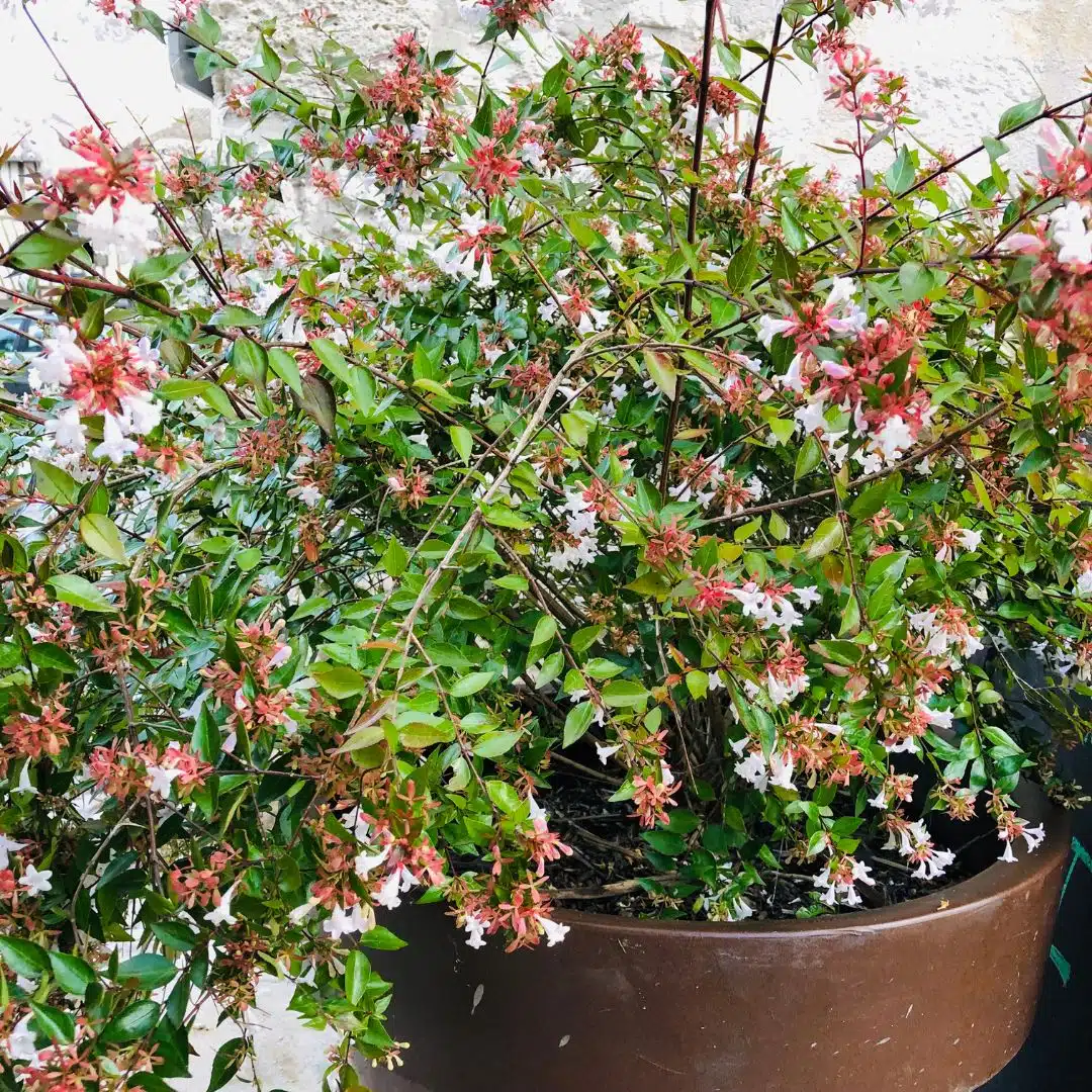 Abelia Shrubs : Abelia X Grandiflora ‘Radiance’ | Woolpit Nurseries ...